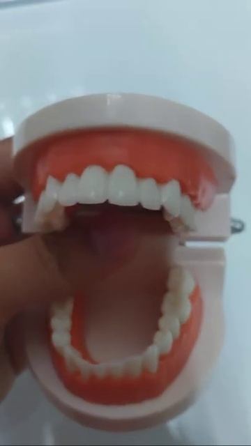 Простая демонстрационная модель зубов.
