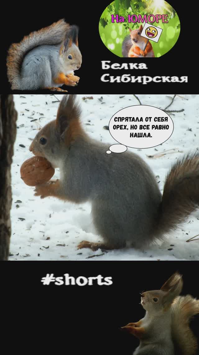 Белка нашла в снегу орех