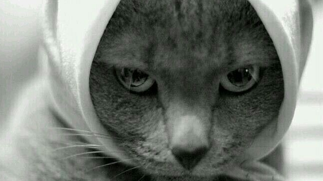 Смешное видео: Коты и Кошки. Смешные приколы.