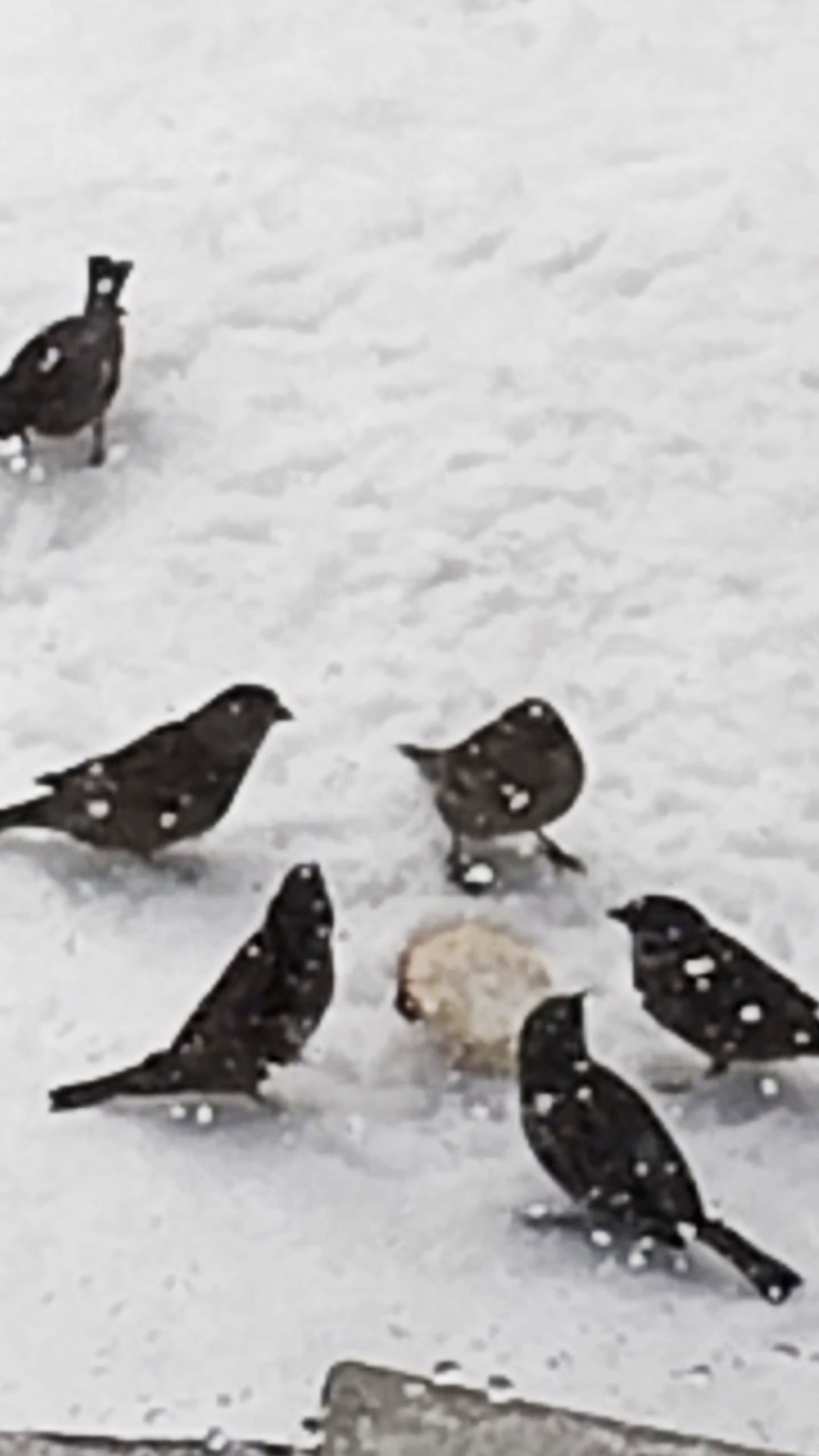 Пока Мишка спит, гости пируют! Крепок предновогодний сон! 😁 25-12-2025 Часть 1.