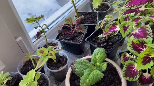 Колеусы зимуют в квартире