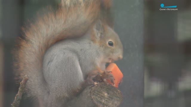 Радуются снегу и набирают вес. Как встречают зиму в Ленинградском зоопарке