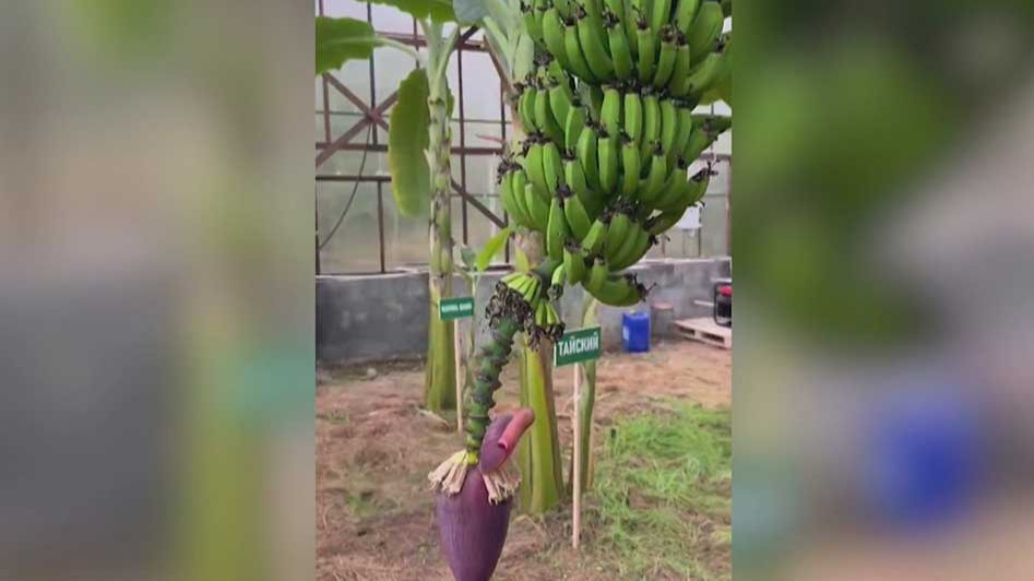В Абхазии собрали первый урожай бананов