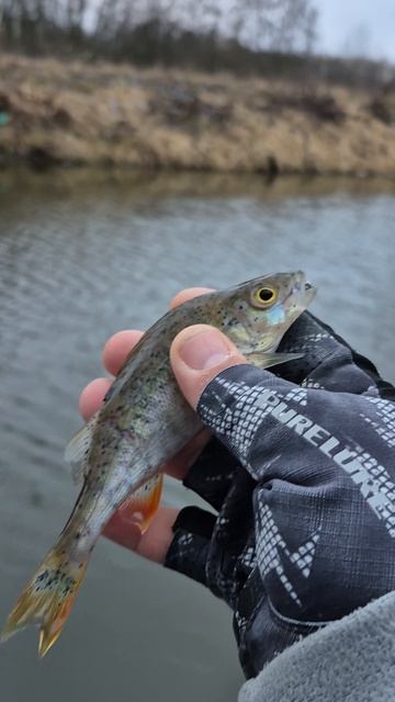 Отрываюсь по окуню с мормышингом на малой речке. Влетел нежданный голавлик. Нашли хорошую точку.