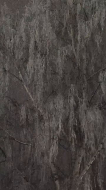 Зимняя береза