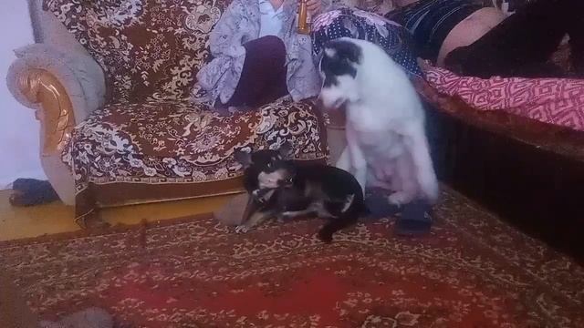 моя собака вьюга