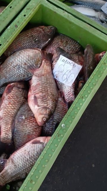 местная рыбка Калининград