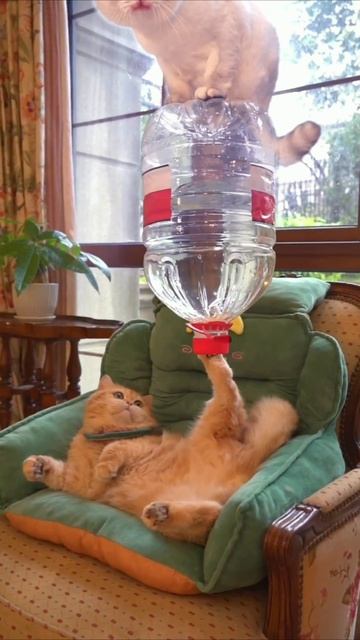 Смешные коты #99-8