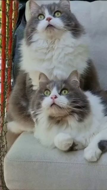 Смешные коты #99-7