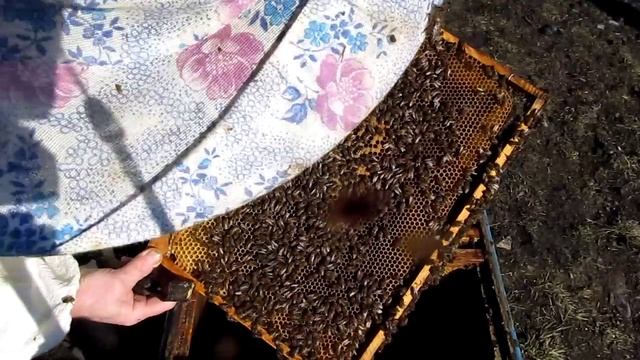 Состояние второго перезимовалого отводка