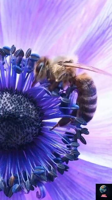 Ювелирная работа: как пчела добывает нектар в макро съемке