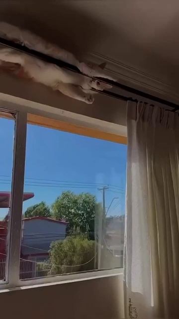 Сладкий сон