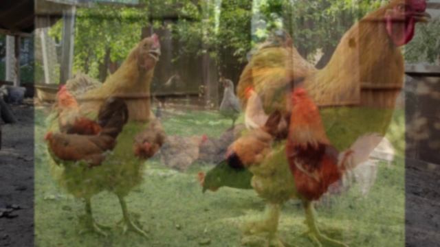 Петухи и куры в деревне (Слайд)