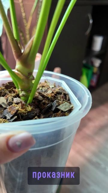 Антуриум Кристаллинум 💚  #комнатныерастения #plants #антуриум #anthurium