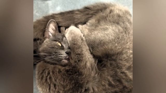 Смешная кошка