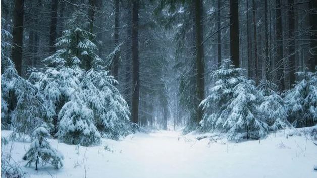 С РОЖДЕСТВОМ / МОЛИТВА В ЛЕСУ 🙏