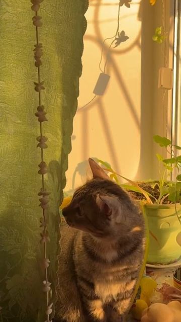 Котик проголодался😍🐈⬛🤩