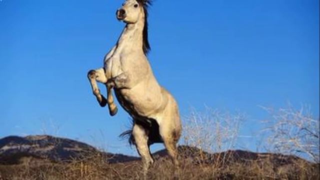 УТРЯНЯЯ ГИМНАСТИКА (Высоцкий Вл)=02.02=(Слайд)