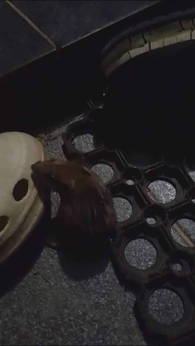 Мышь была жива, к сожалению