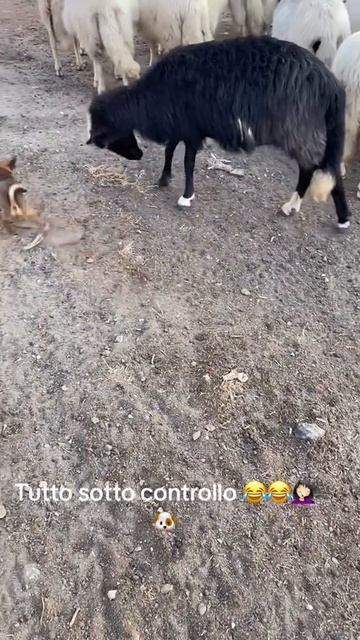 Когда наврал в резюме