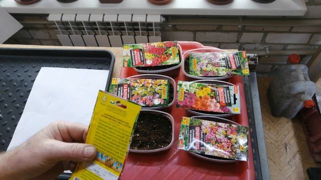 Посадка на стратификацию Львиного зева