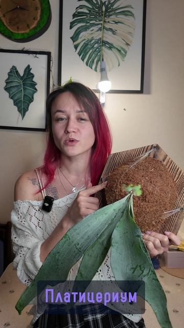 BelkaPlants → мой белый любовник  #комнатныерастения #plants #растения #папоротник #платицериум