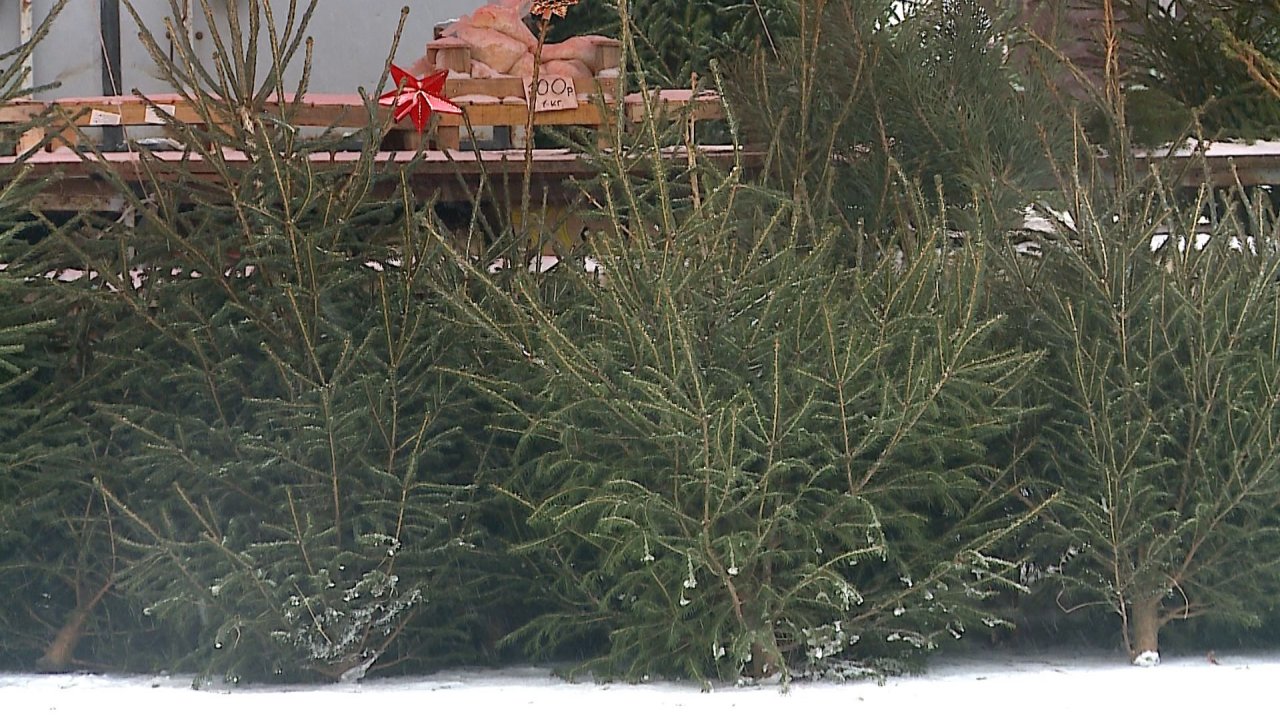 (Рыбинск-40) КАК ВЫБРАТЬ ЁЛКУ?