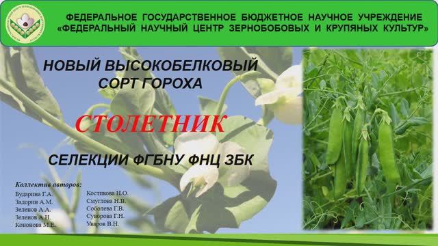 Новый высокобелковый сорт гороха ＂Столетник＂ селекции ФГБНУ ФНЦ  ЗБК