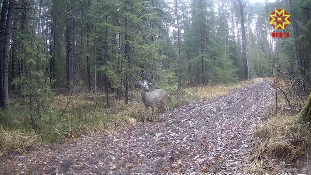 Фотоловушка в заповеднике «Присурский» засняла самца европейской косули
