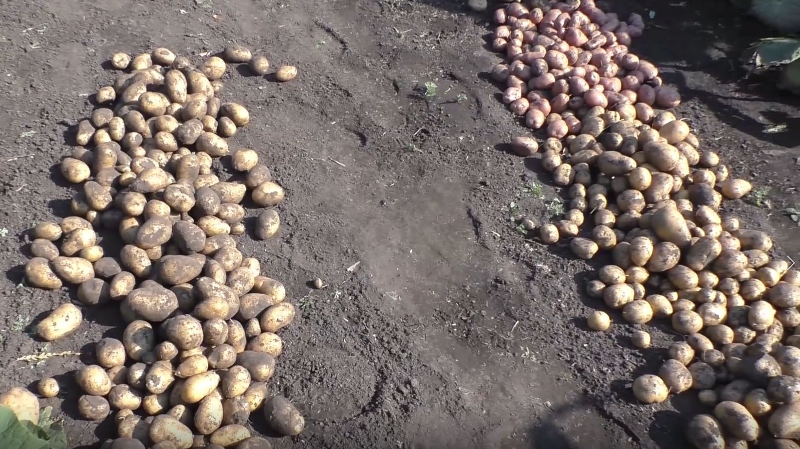 О выращивании картофеля