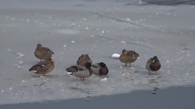 Новости Старого Оскола от 26 декабря