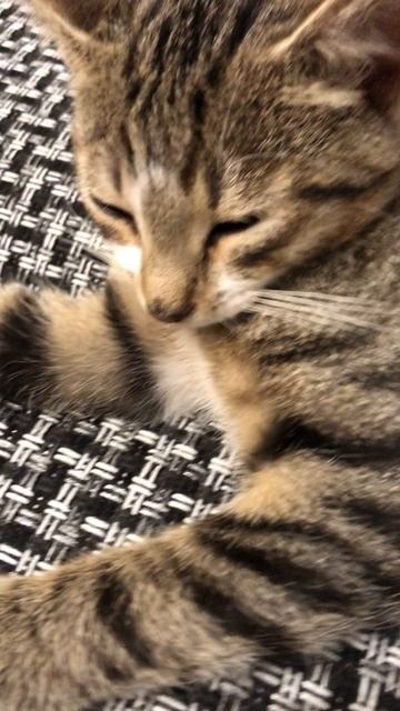 Чайна Титус😽