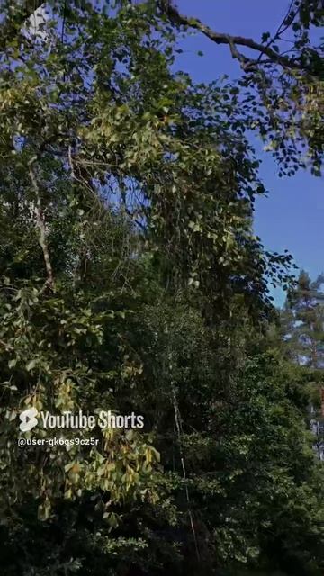 Ленобласть. Хвойное. 24.07.2024. Береза в сережках на фоне начала старицы реки Вуокса. Видеопейзаж