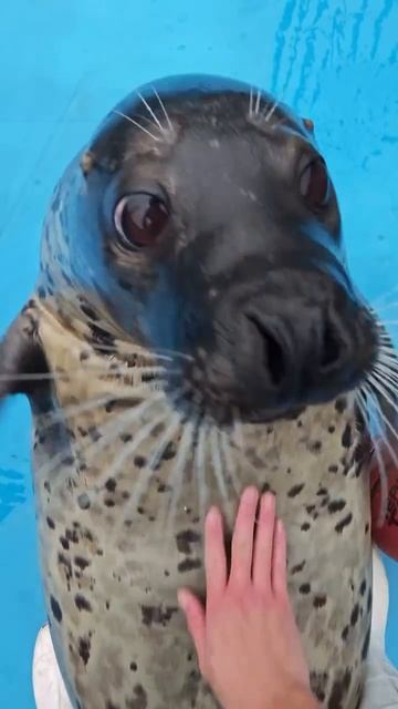 Я на новогодние праздники