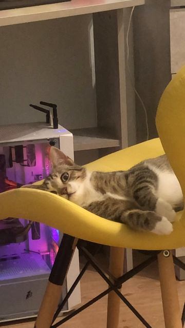 Титус отдыхает 2😽