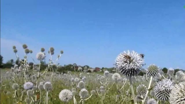 Пчёлы летят на мордовник в июле