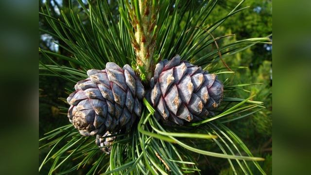 Шишки кедра (Слайд)