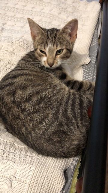 Бомжик Титус🐱