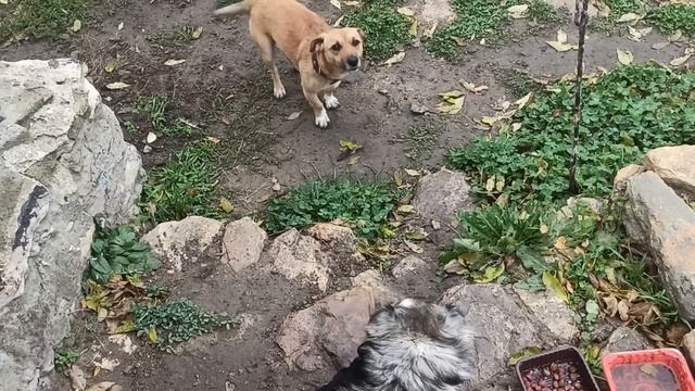 17 октября 2025г.Дожди приостановили работу. Привезли отсев.