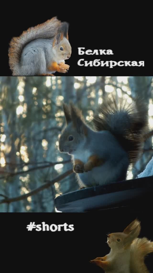 Белка зимним утром на кормушке