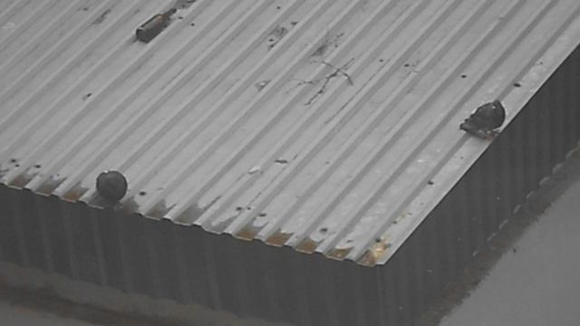 ЧЕТКО. Голуби на крыше трансформаторной будки. DSCN5736