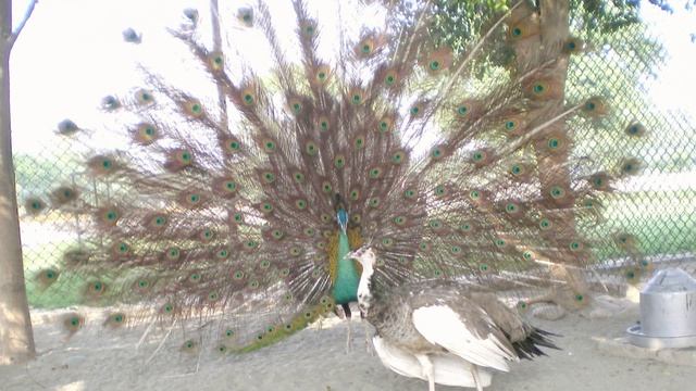 ПАВЛИНЫ=05.42=(Слайд)