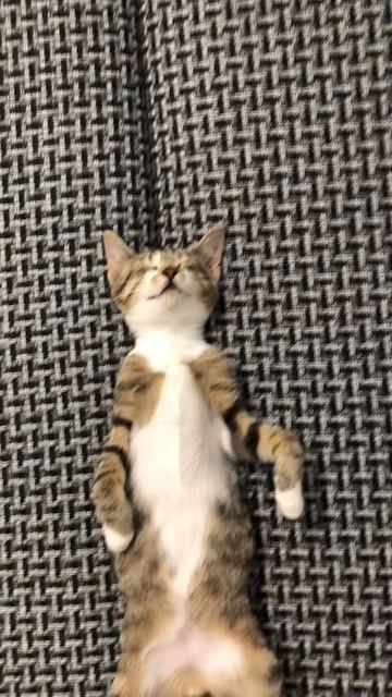 Титус отдыхает 3😽