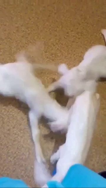 Танцы до упада!