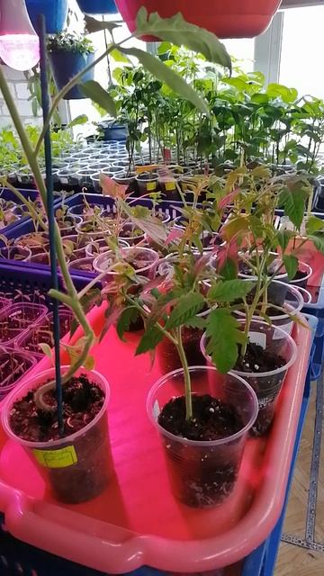 Мартовский рост черенков томатов и огурцов