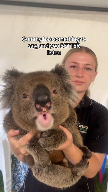 Теперь вы знаете, как мило звучат коалы