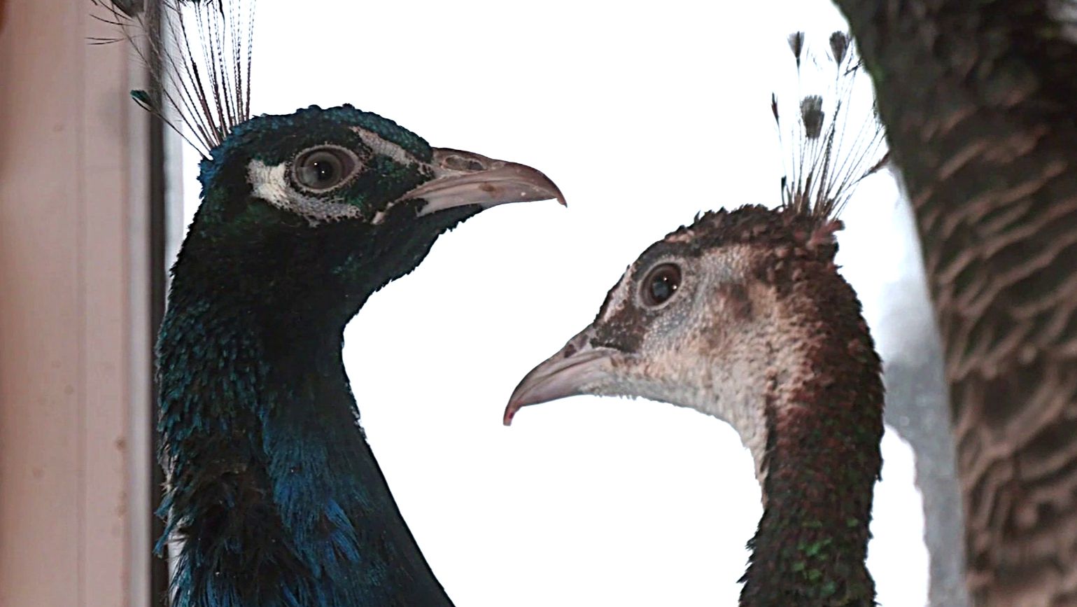 Большая область | 27.12.2025