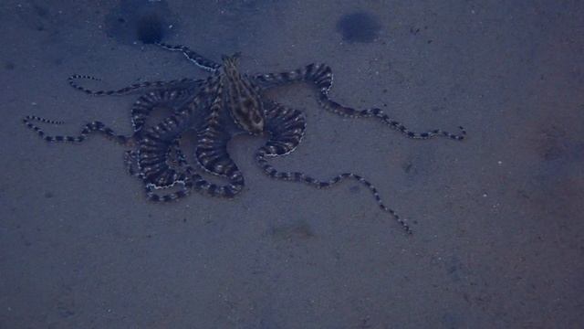 За ужином.Мимический индонезийский осьминог (Thaumoctopus mimicus).