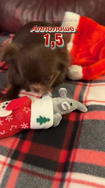 Апполоше 1,5 ггодика