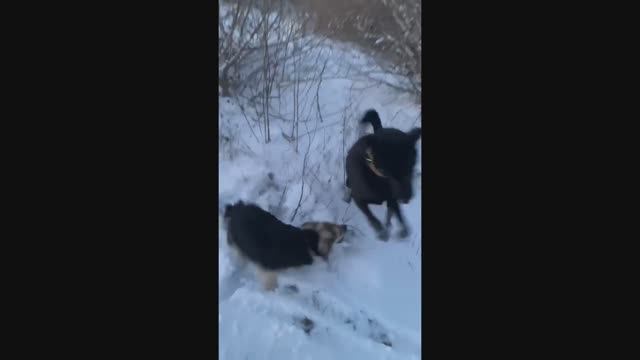 Прогулка с нашими собакевичами к Кубани и Урупу.